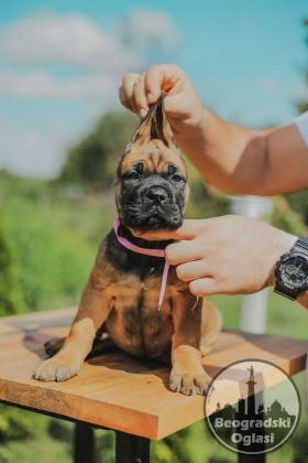 Cane Corso štenci