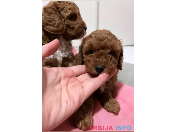 Mini poodle