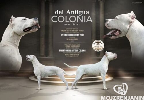 Dogo Argentino štenci