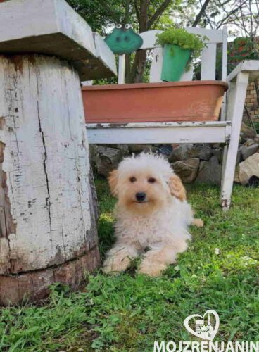 Goldendoodle dvije zenk