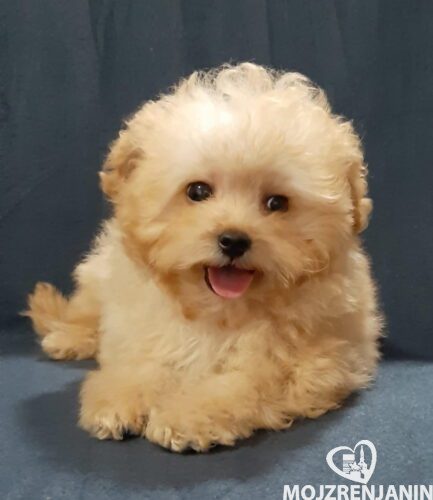 MALTIPOO oba pola