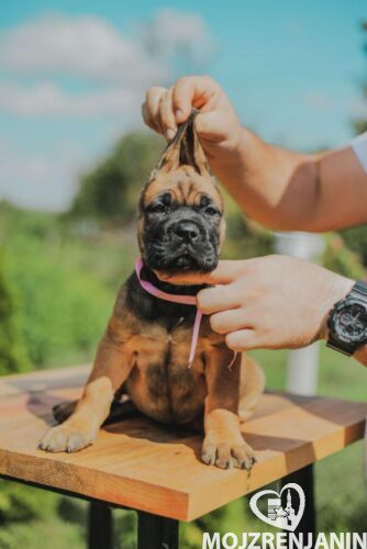 Cane Corso štenci