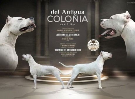 Dogo Argentino štenci