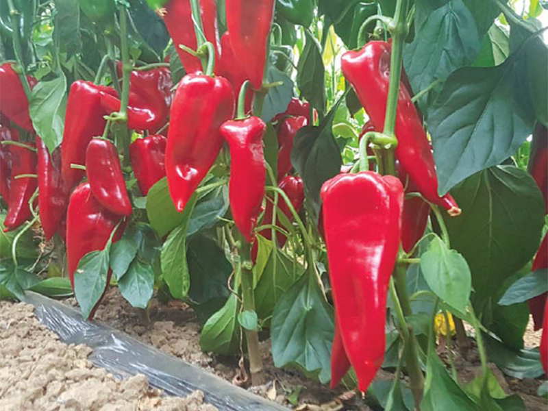 Paprika Redpia f1 500s nongwo bio