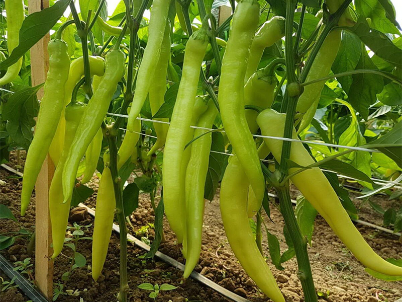 Paprika Neymar f1 250s nongwo bio