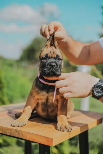 Cane Corso štenci