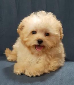 MALTIPOO oba pola e