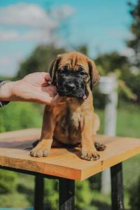 Cane Corso štenci