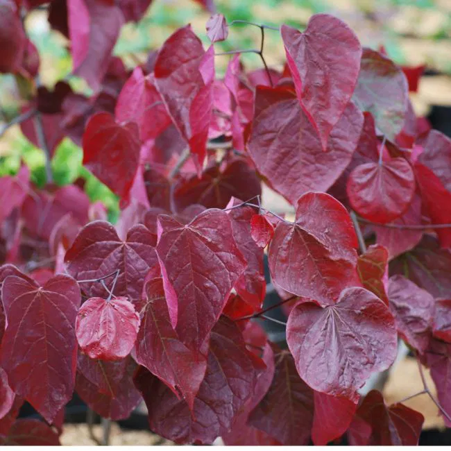 Cercis can. Forest Pansy