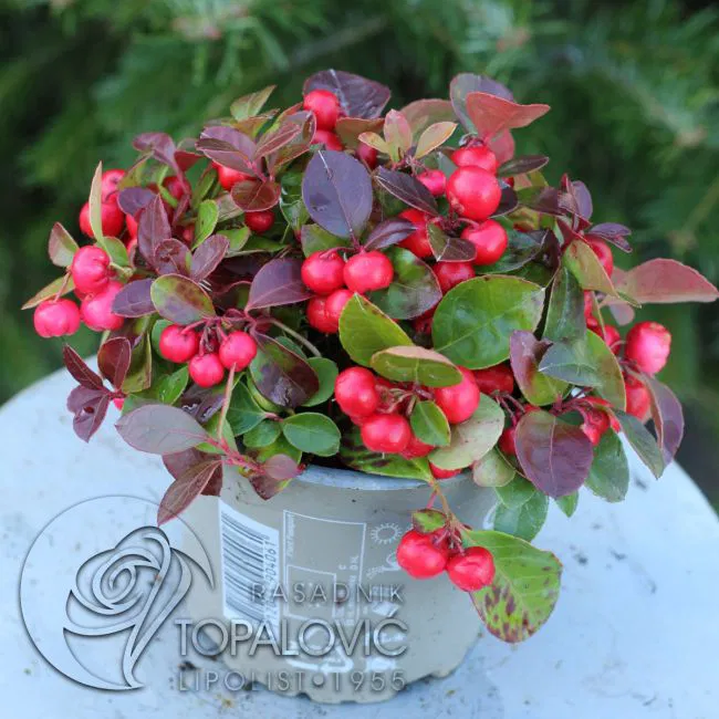 Gaultheria procumbens Very Berry