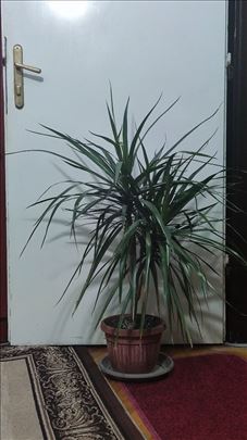 Dracena (Ženski zmaj)