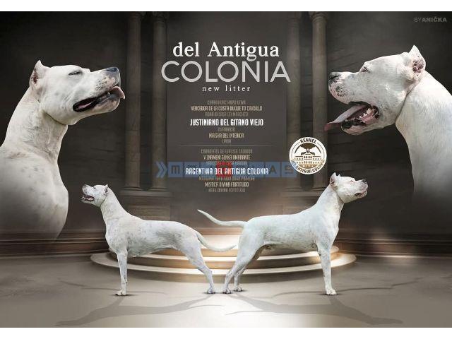 Dogo Argentino štenci