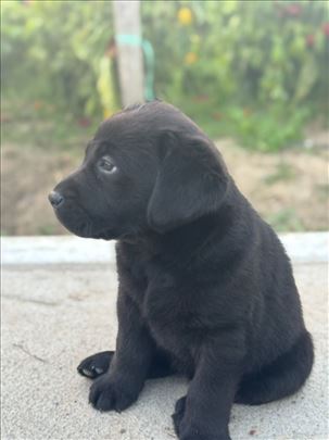 Labrador retriver, štene