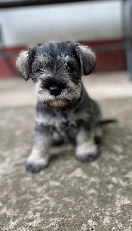 Patuljasti Šnaucer Miniature Schnauzer