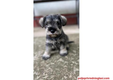 Patuljasti Šnaucer Miniature Schnauzer