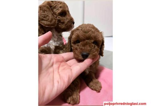 Mini poodle