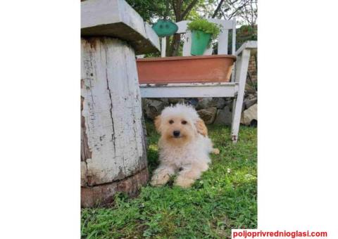 Goldendoodle dvije zenke