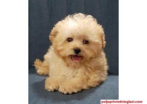 MALTIPOO oba pola