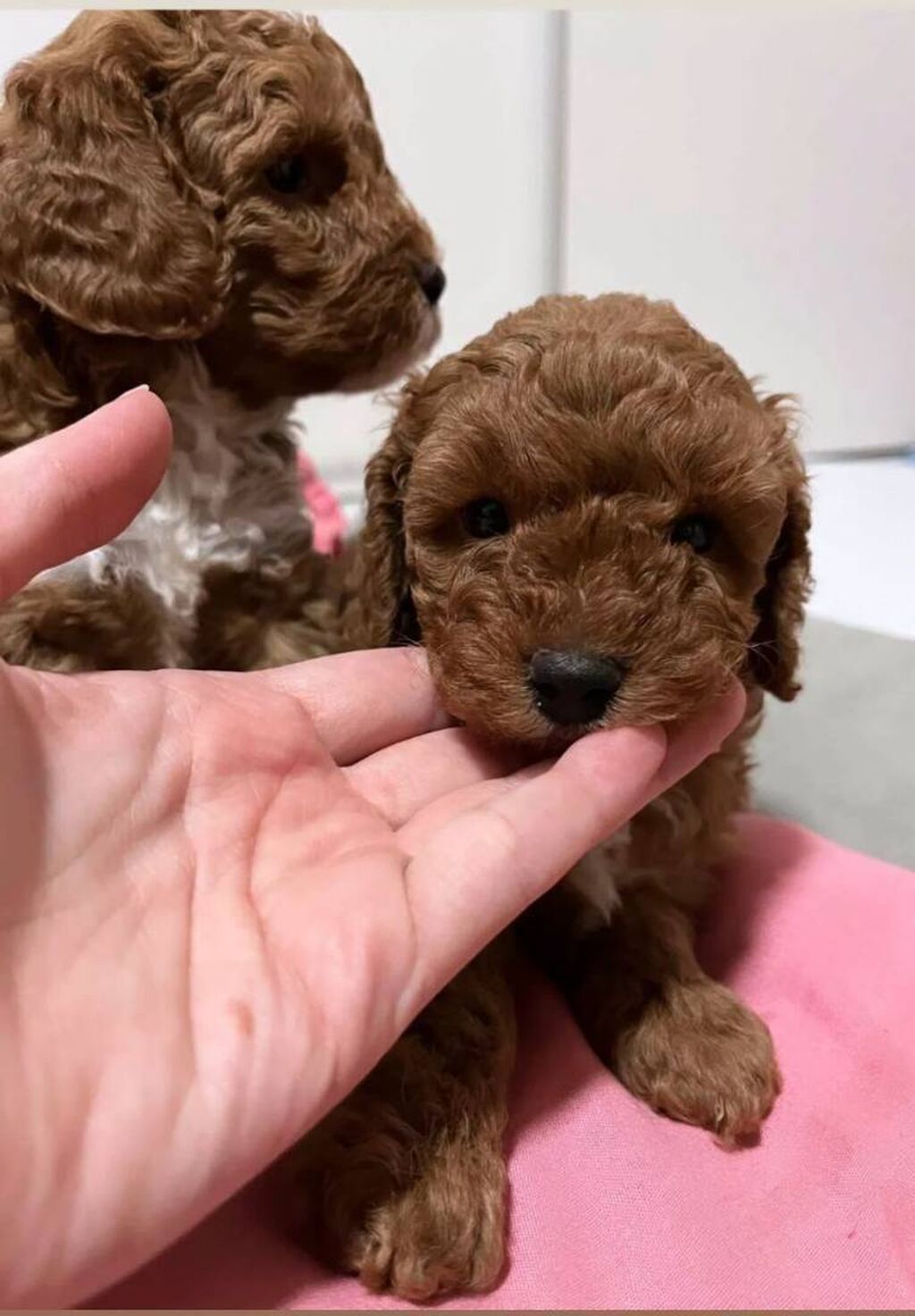 Mini poodle Primamo rezervacije za naše štence ostenjene 28.10.2024