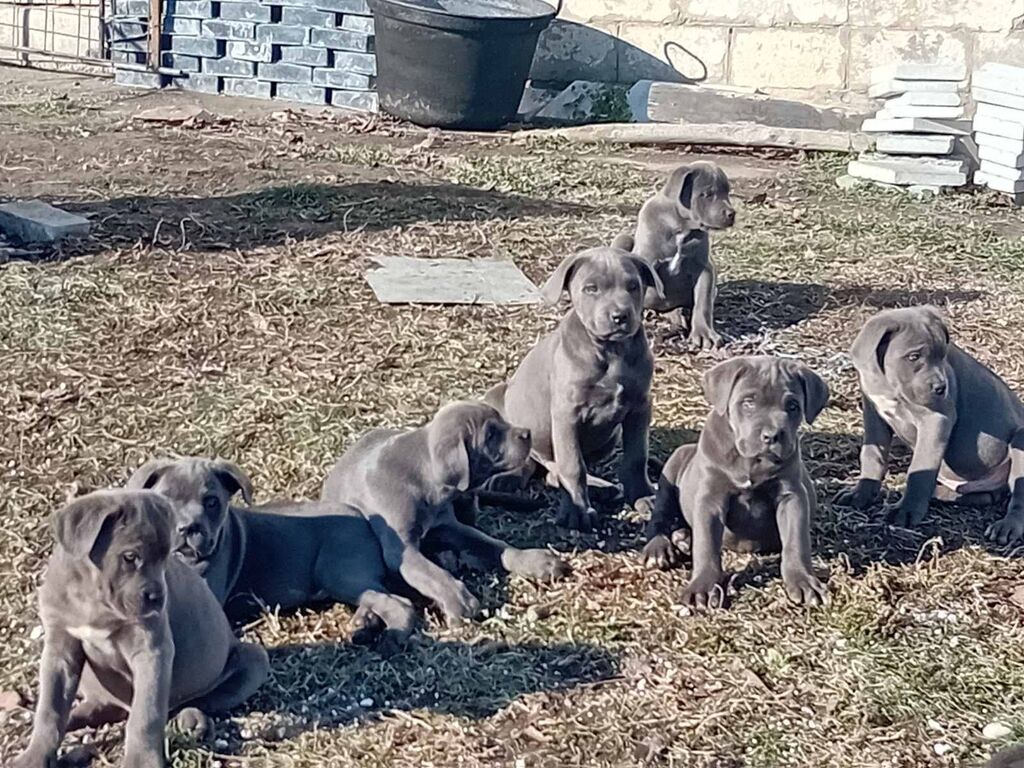 CANE CORSO Sivi stenci Muzijaci/Zenke