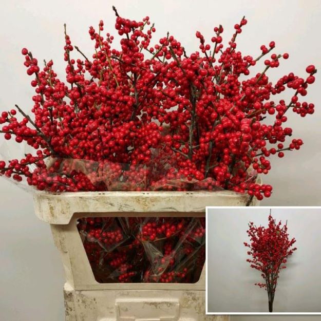 Ilex Red Berry 50 cm