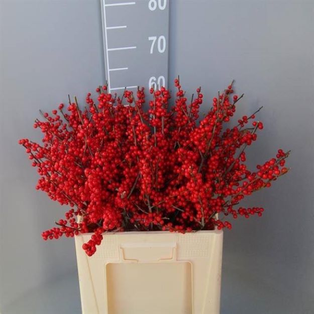 Ilex Red Berry 60 cm