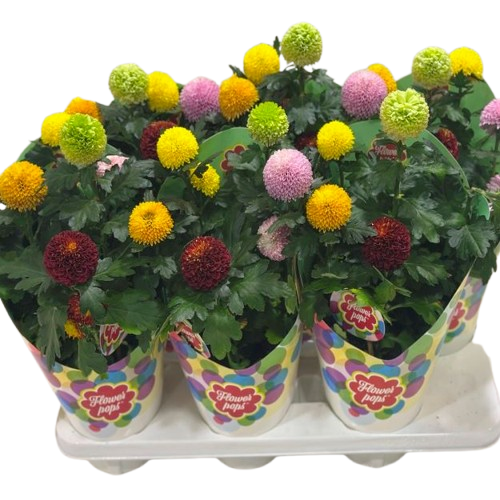 CHRYSANTHEMUM “FLOWERPOPS”