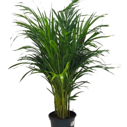 SAKS DYPSIS LUTESCENS 110