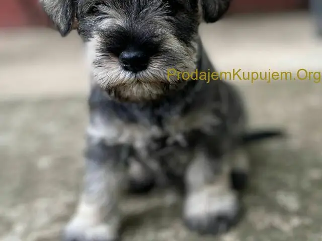 Patuljasti Šnaucer Miniature Schnauzer