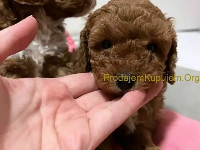 Mini poodle