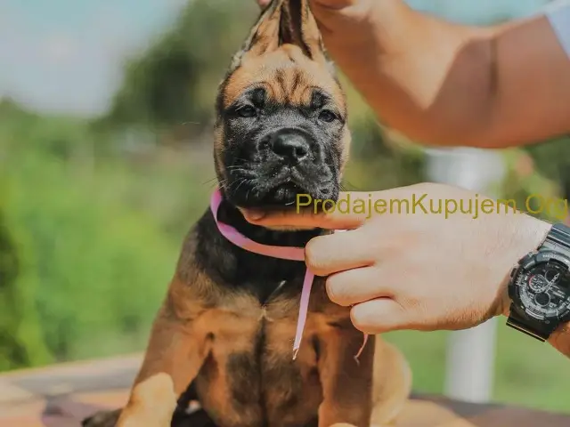 Cane Corso štenci