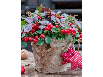 Gaultheria procumbens