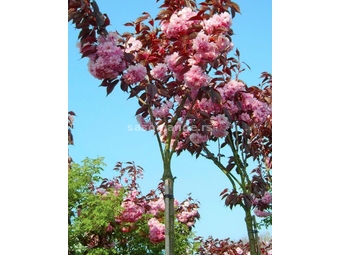 Crvenolisna japanska trešnja - Prunus serrulata 'Royal Burgundy'