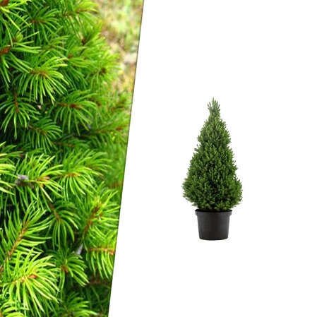 Picea glauca "Conica" 50cm