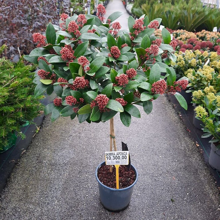 Skimmia japonica na štapu 100 cm