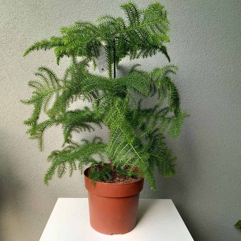 Araucaria heterophylla 100 cm