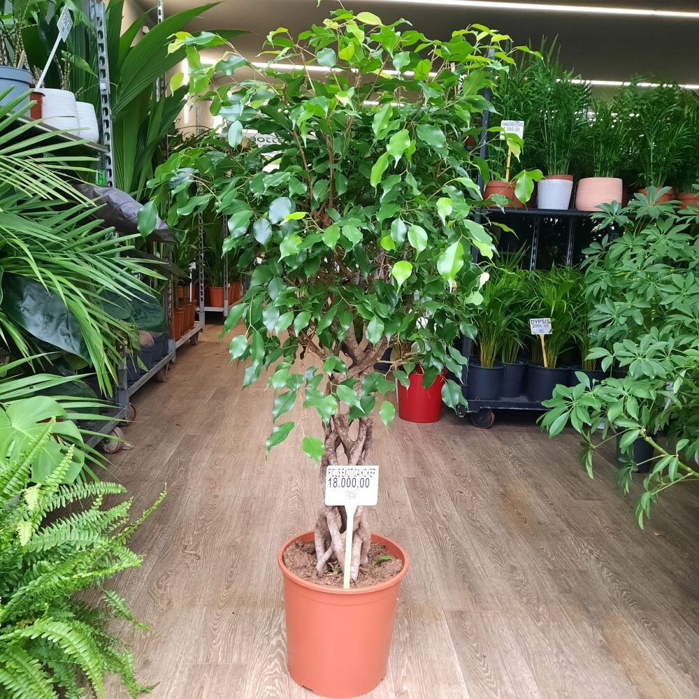 Ficus benj. Exotica koker 140 cm