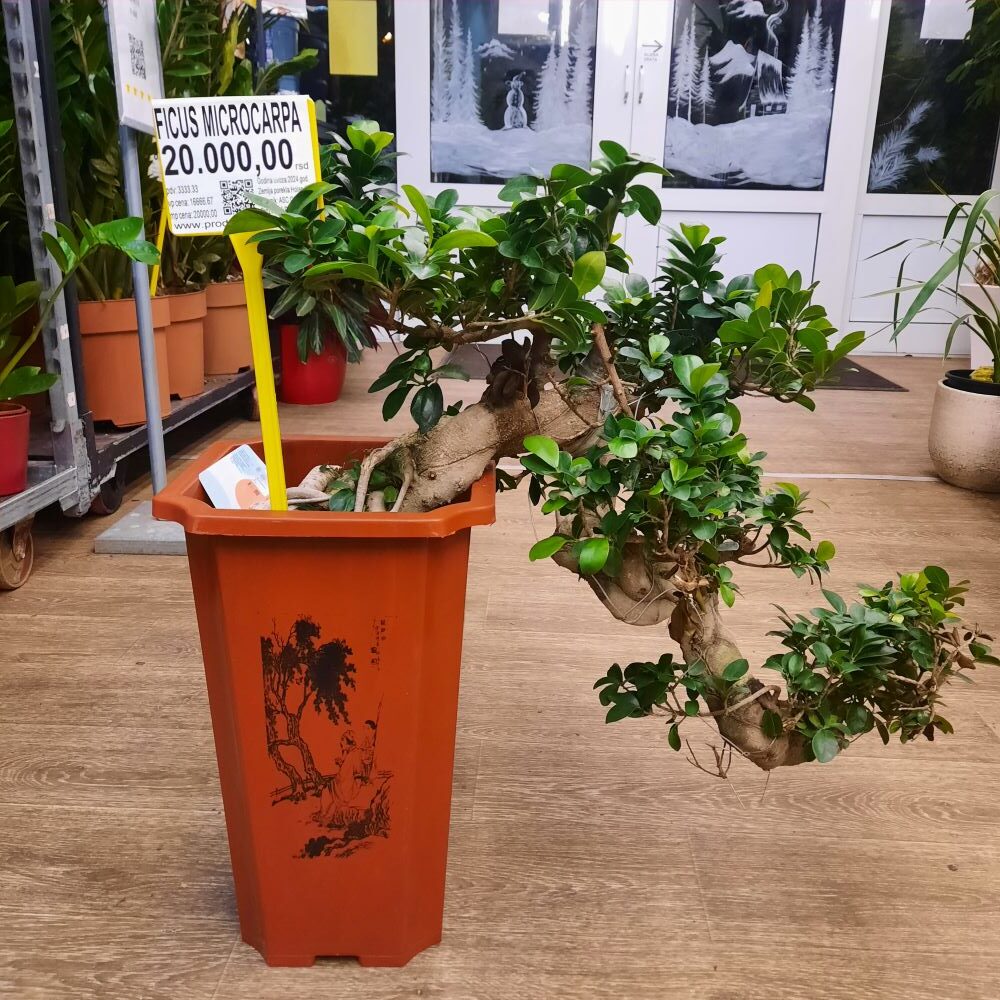 Ficus microcarpa Ginseng 70 cm