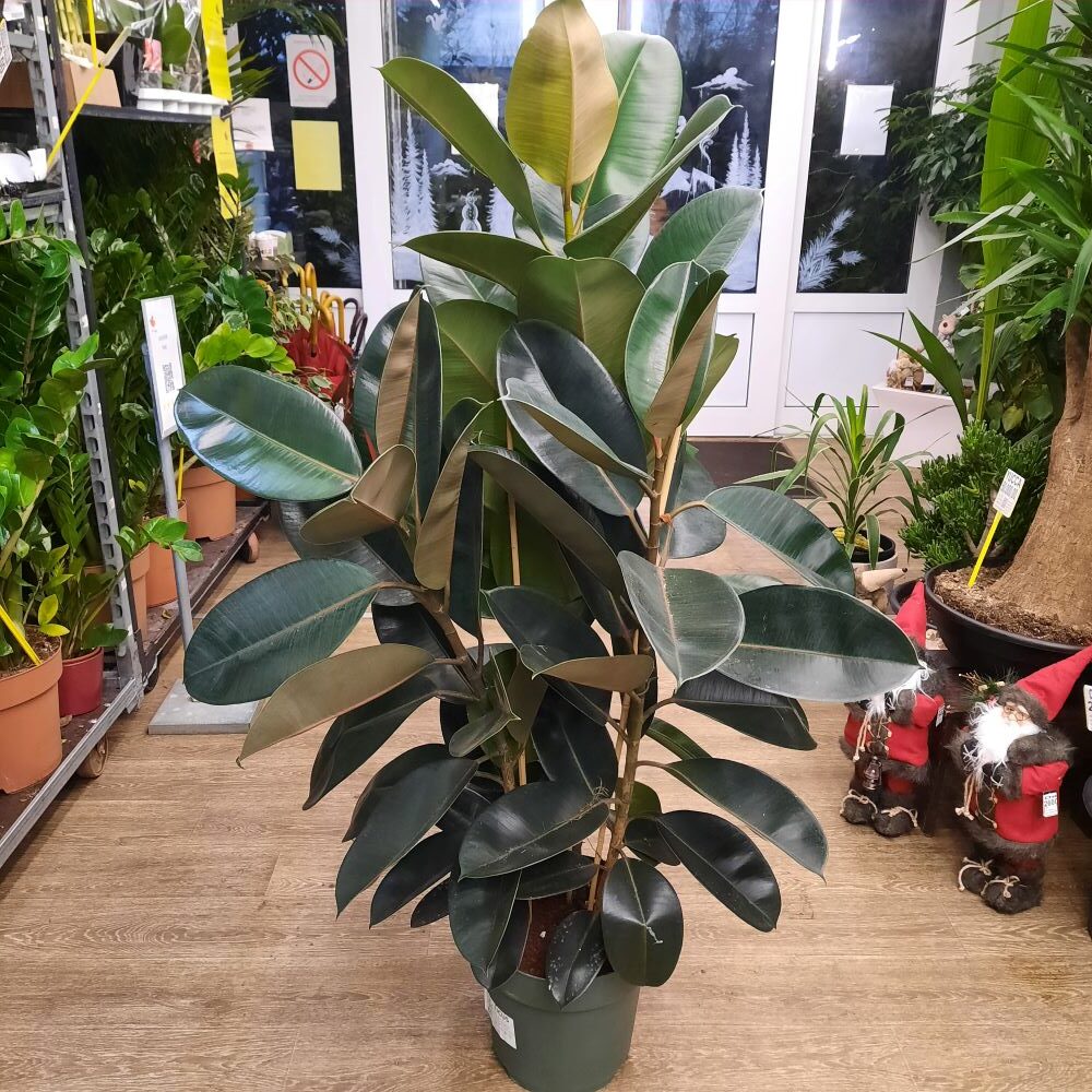 Ficus elastica Abidjan 140-150 cm