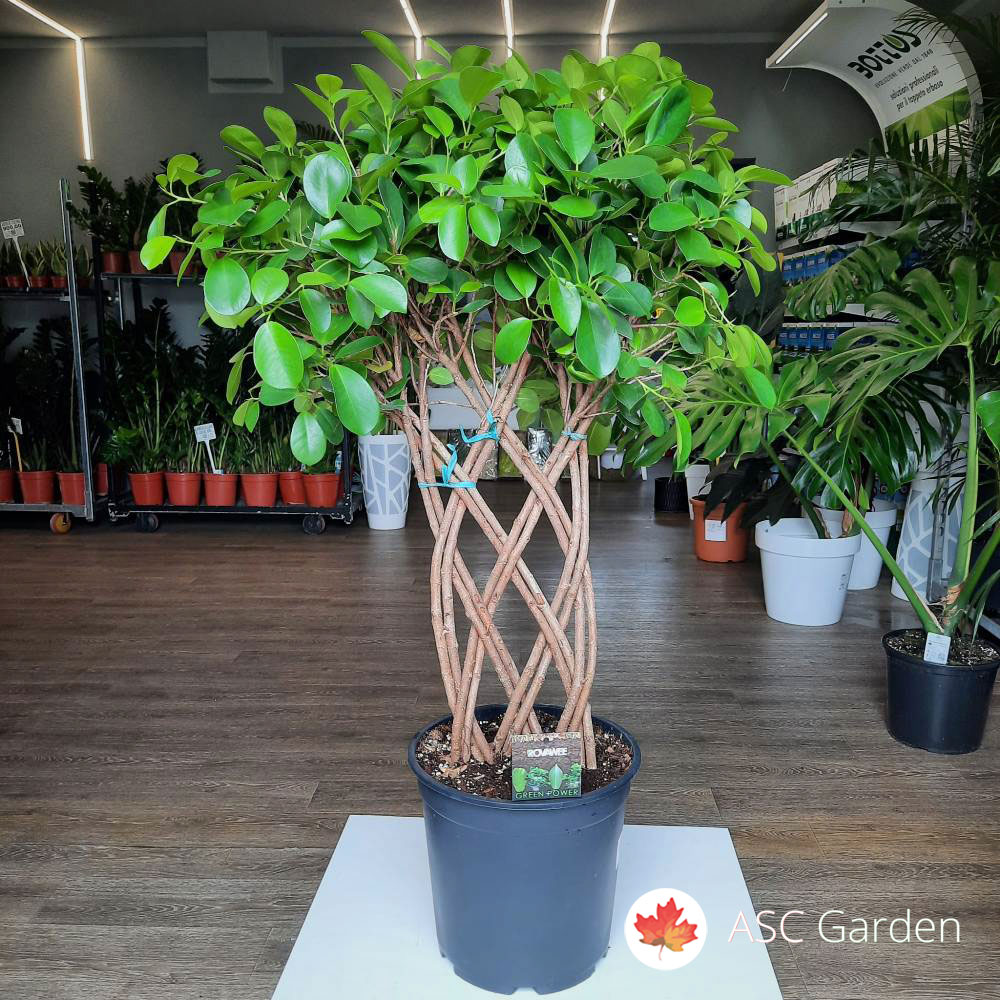 Ficus microcarpa Moclame 100 cm