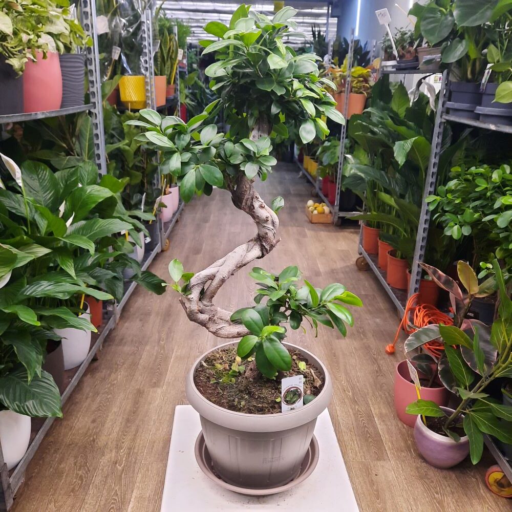 Ficus microcarpa Ginseng 70 cm