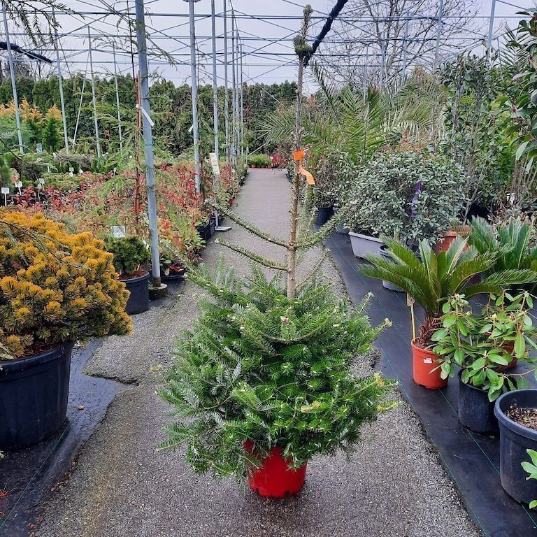 Abies Koreana 130 cm