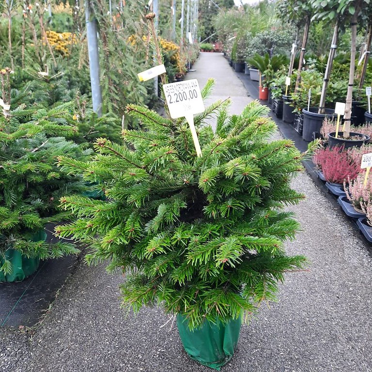 Abies nordmanniana 90 – 120 cm