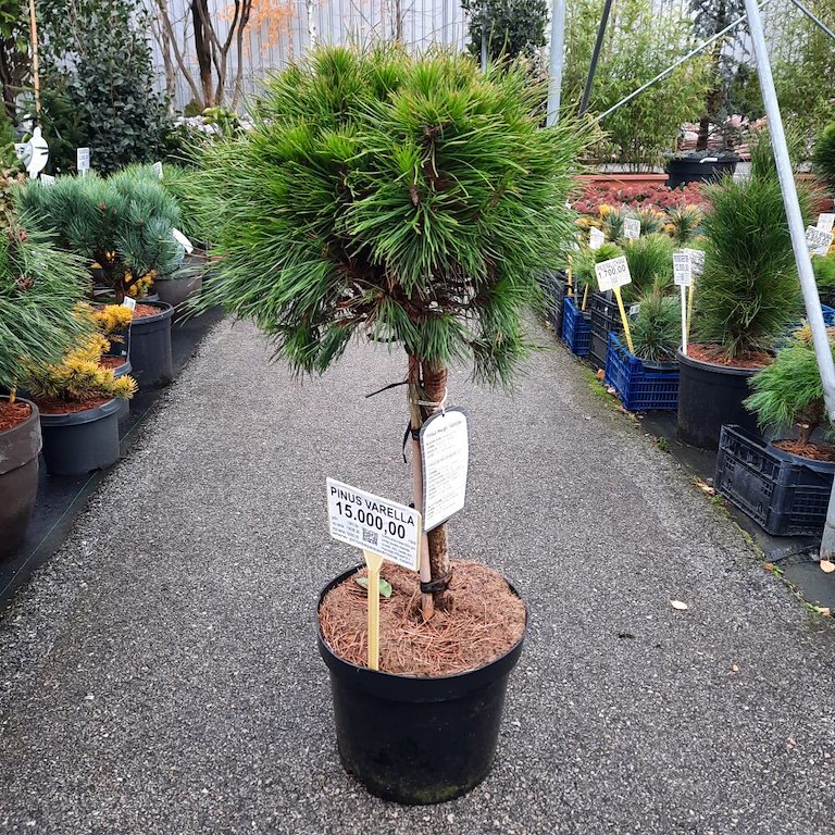 Pinus mugo Varella 70 cm