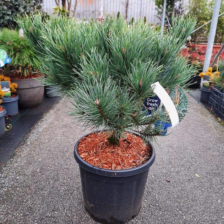 Pinus sylvestris Watereri 50 cm