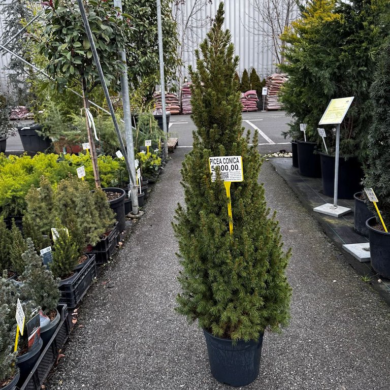 Patuljasta smrča 130 cm Picea glauca conica