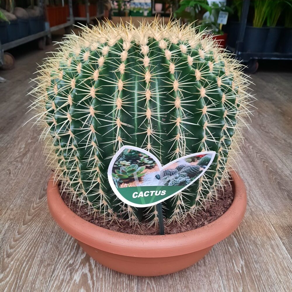 Echinocactus grusonii 40 cm