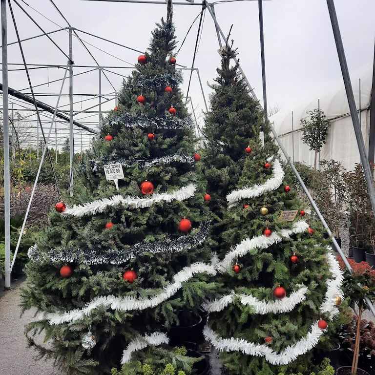 Picea omorika 250 – 270 cm