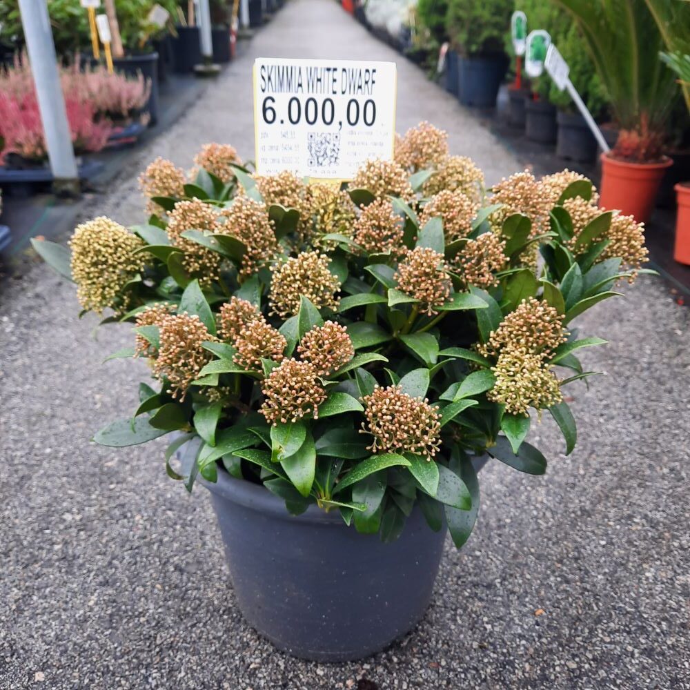 Skimmia japonica ‘White Dwarf’ 50 cm