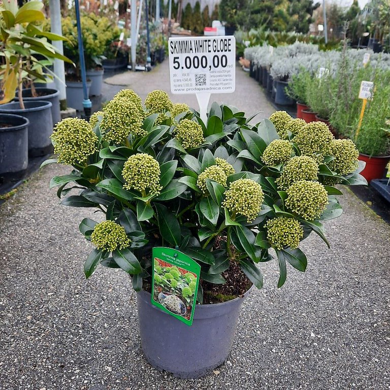 Skimmia White Globe 40 cm